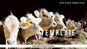 Sheep Breeding PowerPoint Templates