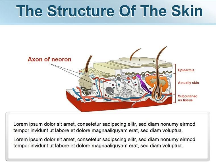 Structure of Skin shapes template for Keynote | ImagineLayout.com
