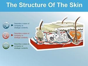 Structure of Skin shapes template for Keynote | ImagineLayout.com