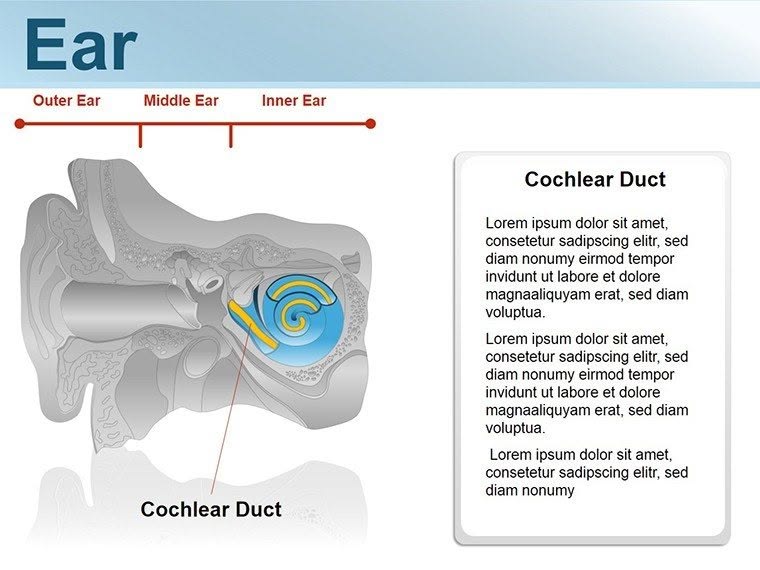 Human Ear Shapes - Medicine PowerPoint shapes | ImagineLayout.com