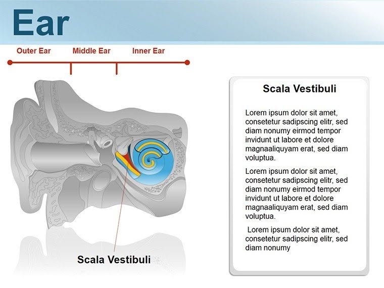 Human Ear Shapes - Medicine PowerPoint shapes | ImagineLayout.com
