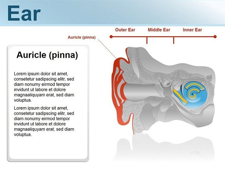 Human Ear Shapes - Medicine PowerPoint shapes | ImagineLayout.com
