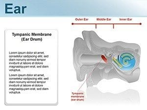 Human Ear Shapes - Medicine PowerPoint shapes | ImagineLayout.com