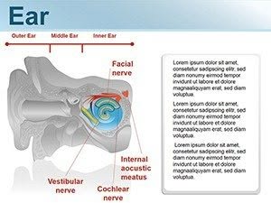 Human Ear Shapes - Medicine PowerPoint shapes | ImagineLayout.com